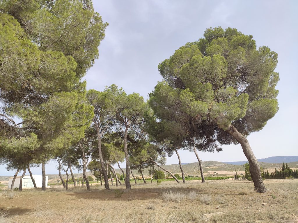 Una empresa pretende talar la pinada de la carretera de Villena ...